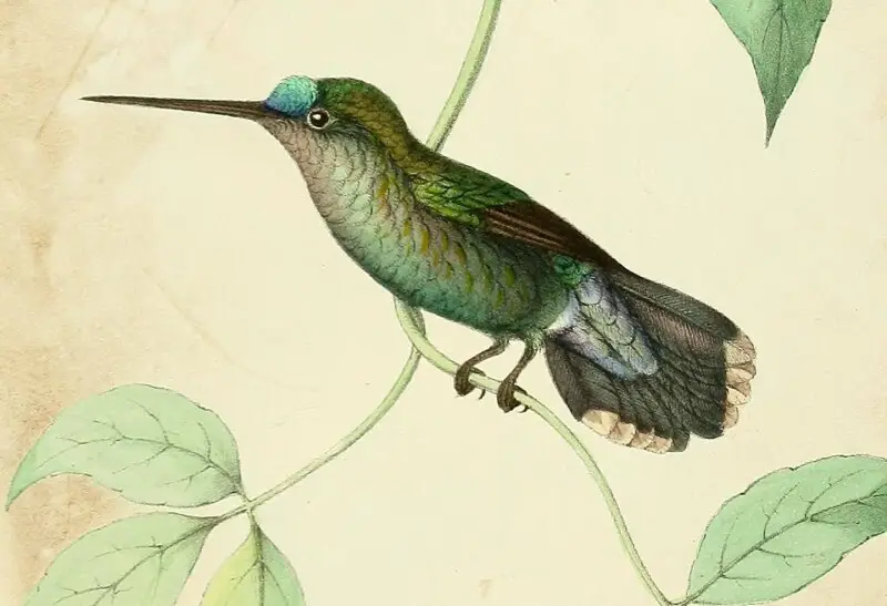 Doryfera johannae - факти, дієта, ареал і фотографії на Animalia.bio