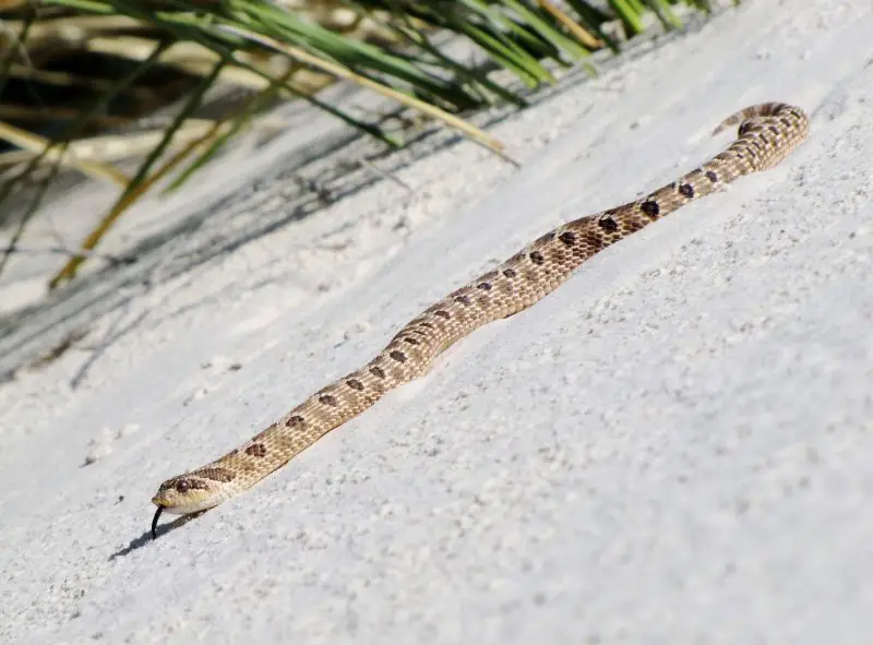 Western Hognose Snake - Facts, Diet, Habitat & Pictures on Animalia.bio