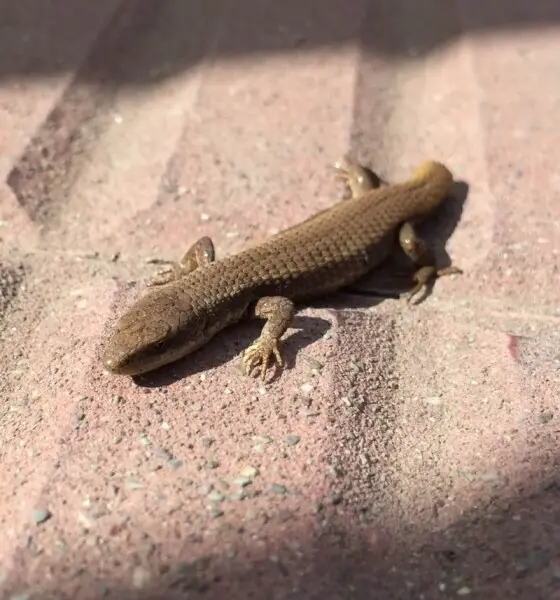 Homonota borellii - факти, дієта, ареал і фотографії на Animalia.bio