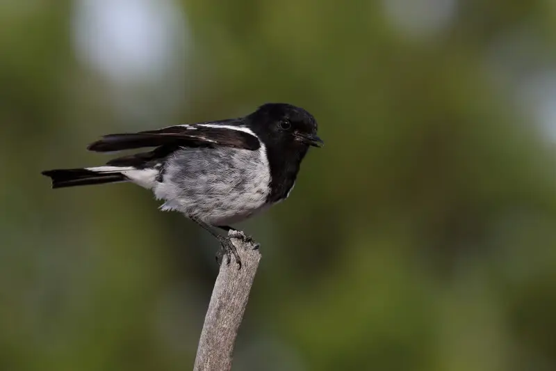 Hooded robin - Facts, Diet, Habitat & Pictures on Animalia.bio