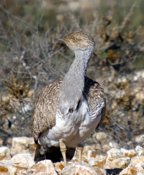Houbara bustard - Facts, Diet, Habitat & Pictures on Animalia.bio