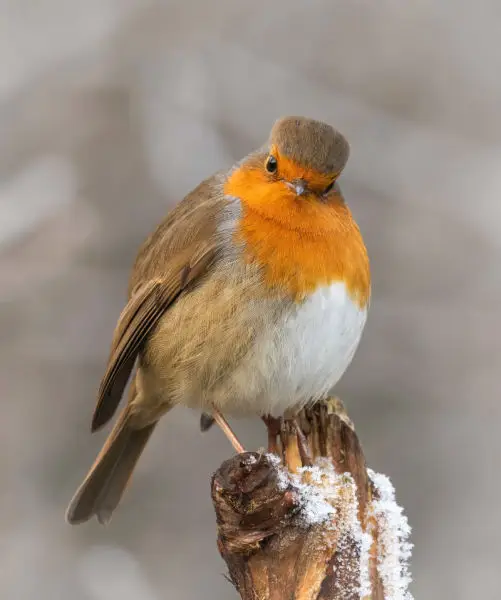 European Robin - Facts, Diet, Habitat & Pictures on Animalia.bio