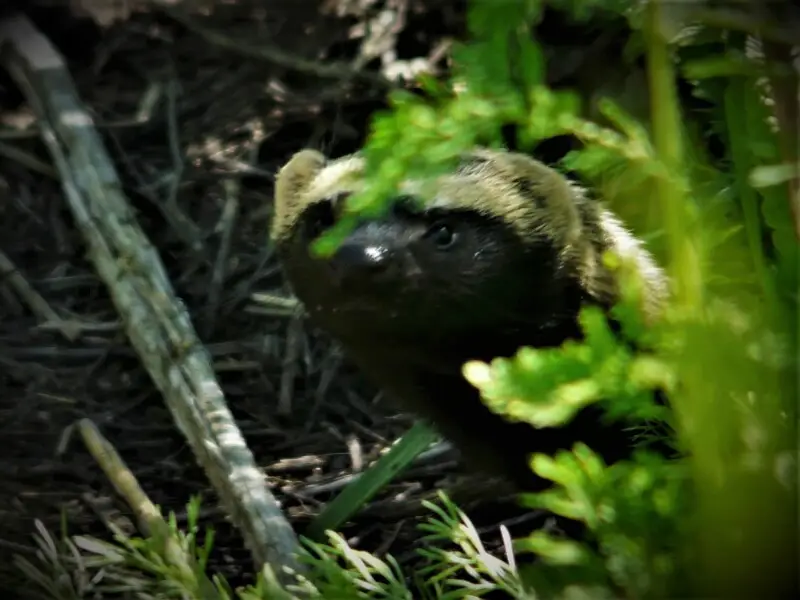 Galictis cuja - факти, дієта, ареал і фотографії на Animalia.bio