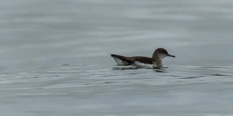 Hutton's shearwater - Facts, Diet, Habitat & Pictures on Animalia.bio