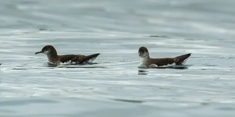 Hutton's shearwater - Facts, Diet, Habitat & Pictures on Animalia.bio