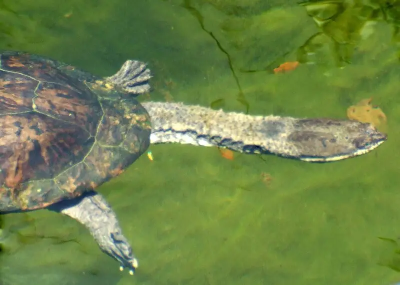 Argentine snake-necked turtle - Facts, Diet, Habitat & Pictures on ...