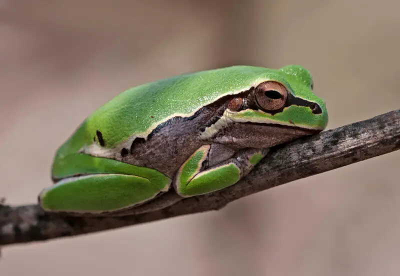 Hyla savignyi - Facts, Diet, Habitat & Pictures on Animalia.bio