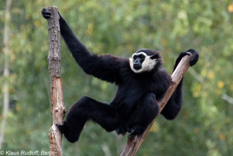 Agile gibbon - Facts, Diet, Habitat & Pictures on Animalia.bio