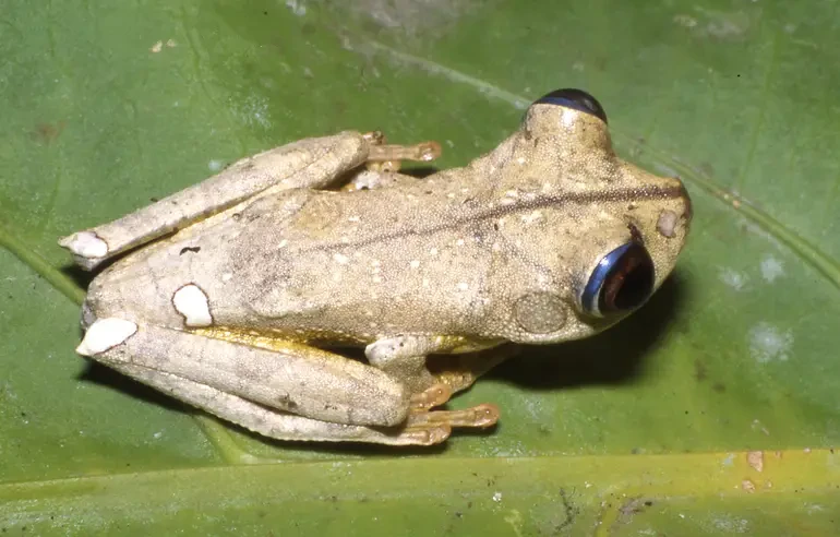 Map tree frog - Facts, Diet, Habitat & Pictures on Animalia.bio