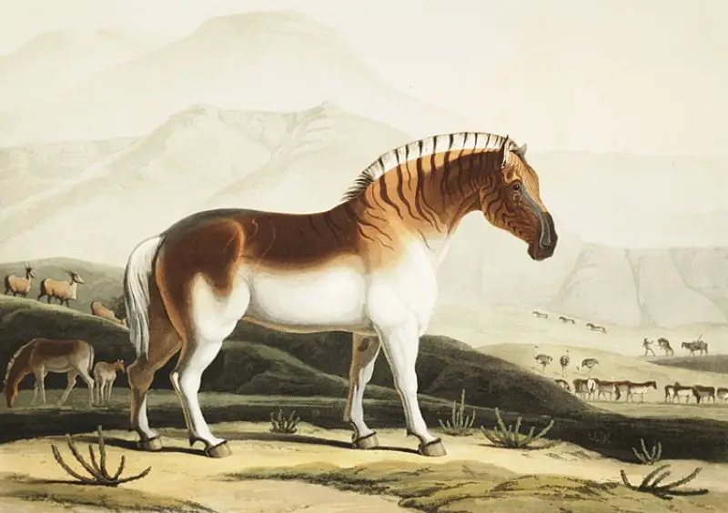 Quagga - Facts, Diet, Habitat & Pictures on Animalia.bio