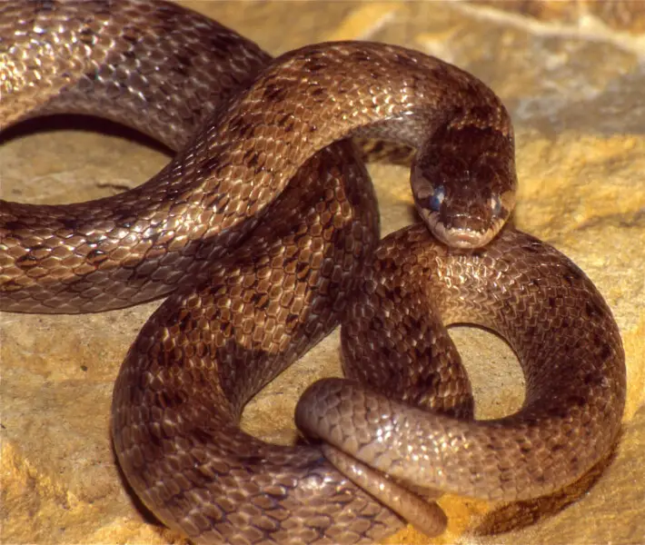 Western false smooth snake - Facts, Diet, Habitat & Pictures on ...