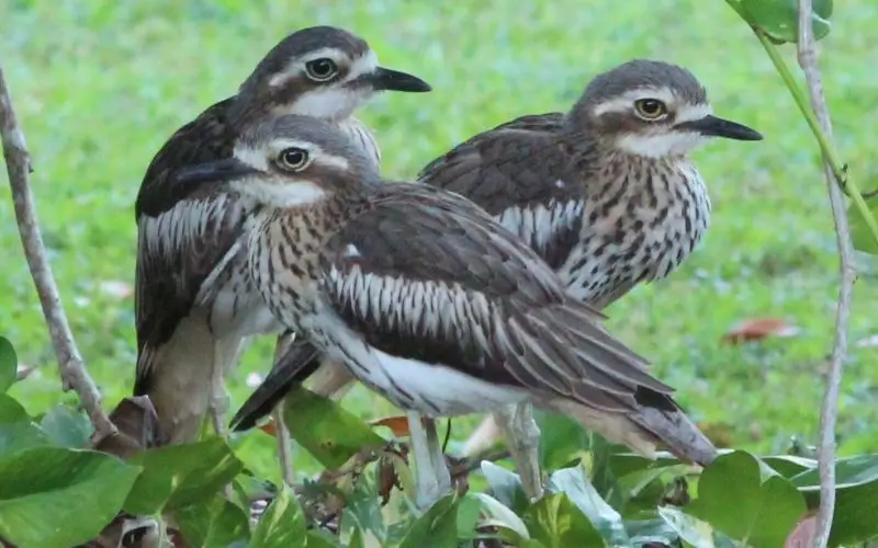 Bush Stone-Curlew - Facts, Diet, Habitat & Pictures on Animalia.bio