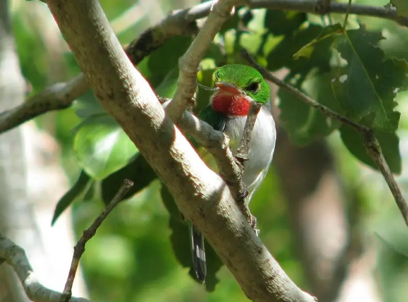 Puerto Rican tody - Facts, Diet, Habitat & Pictures on Animalia.bio