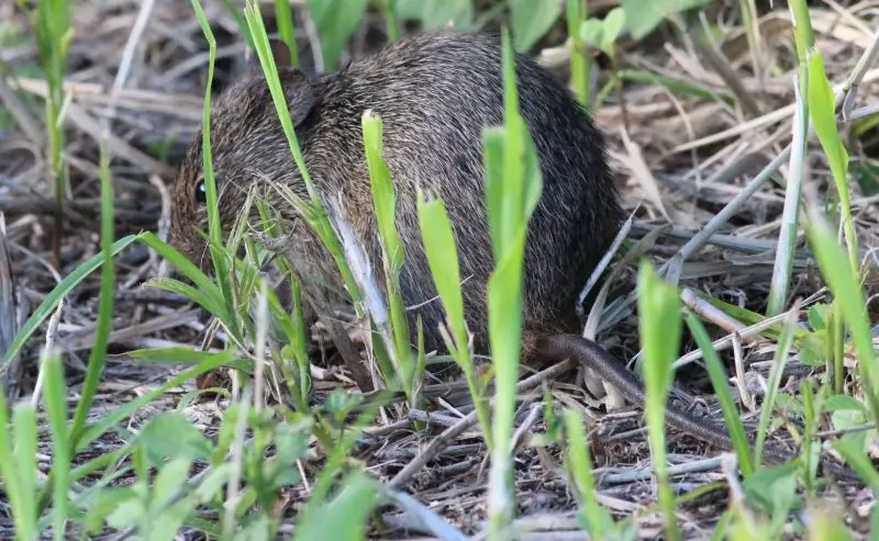 Hispid Cotton Rat - Facts, Diet, Habitat & Pictures on Animalia.bio