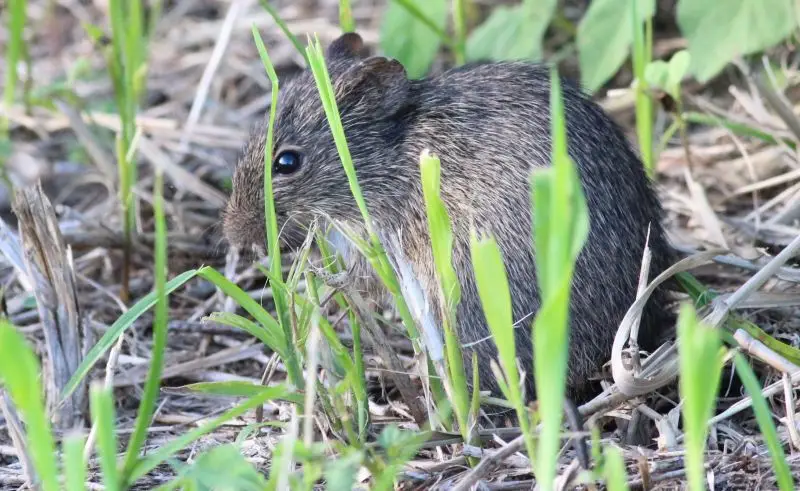 Hispid Cotton Rat - Facts, Diet, Habitat & Pictures on Animalia.bio