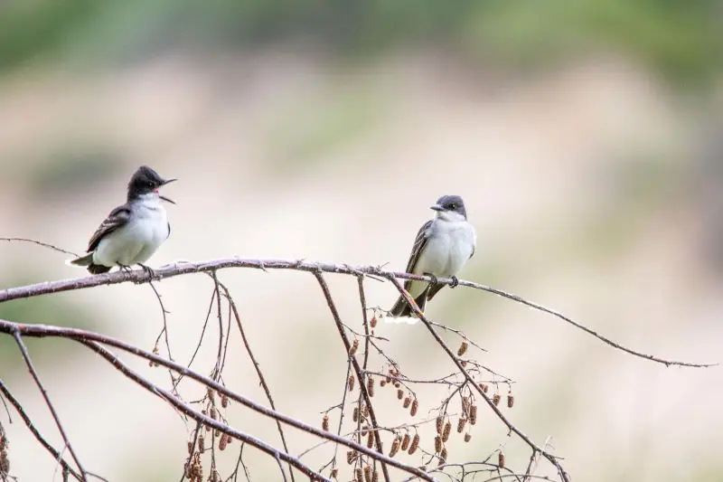 Eastern Kingbird - Facts, Diet, Habitat & Pictures on Animalia.bio