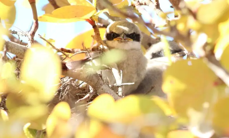 Loggerhead Shrike - Facts, Diet, Habitat & Pictures on Animalia.bio