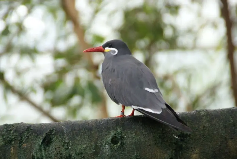 Inca Tern - Facts, Diet, Habitat & Pictures on Animalia.bio