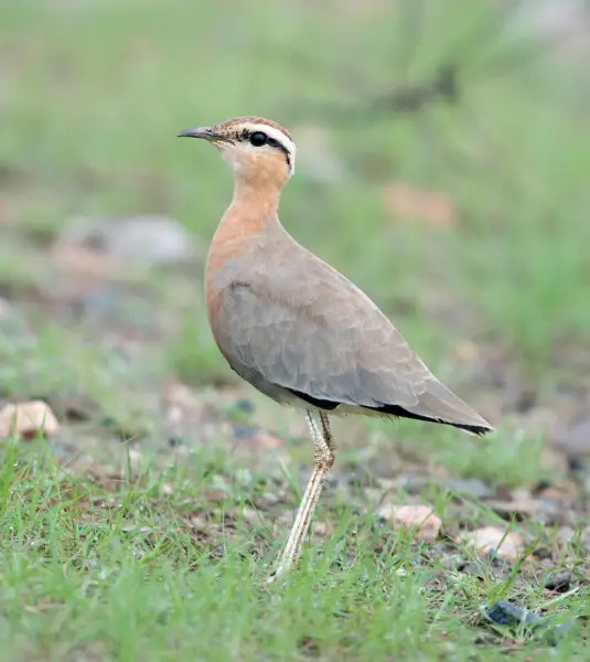 Indian courser - Facts, Diet, Habitat & Pictures on Animalia.bio