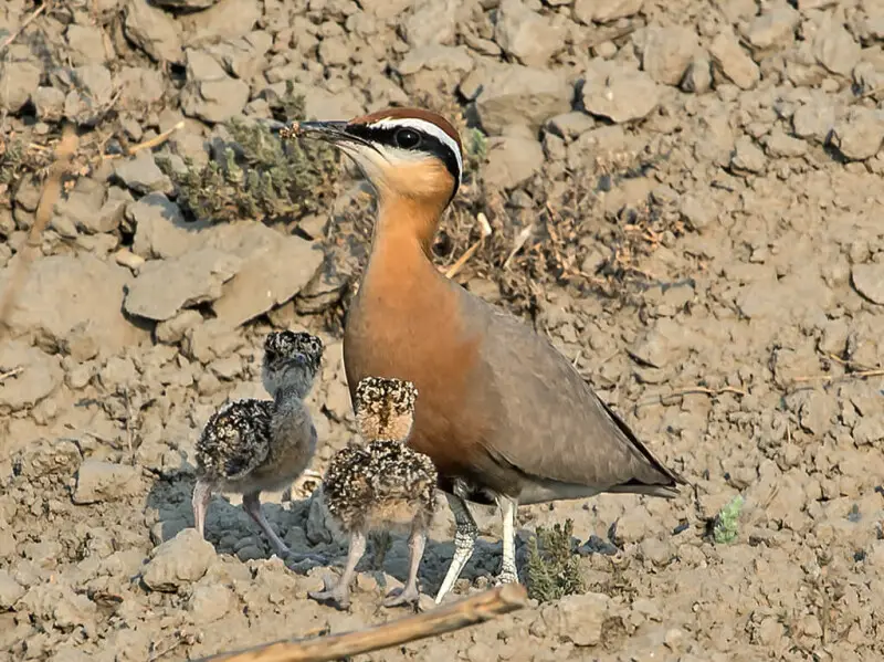 Indian courser - Facts, Diet, Habitat & Pictures on Animalia.bio