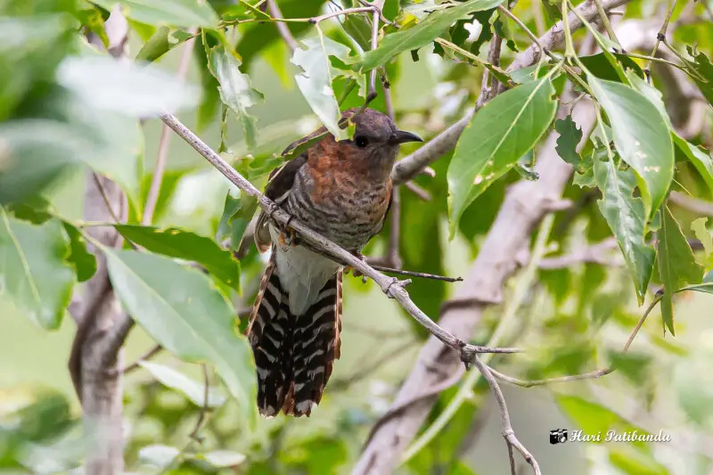 Cuculus micropterus - факти, дієта, ареал і фотографії на Animalia.bio