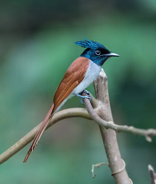 Indian paradise flycatcher - Facts, Diet, Habitat & Pictures on ...