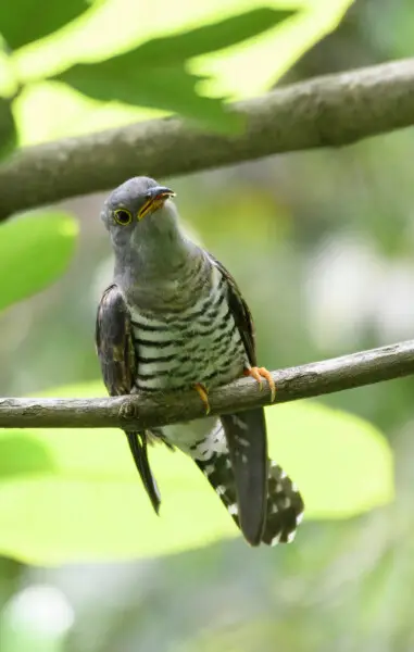 Indian cuckoo - Facts, Diet, Habitat & Pictures on Animalia.bio