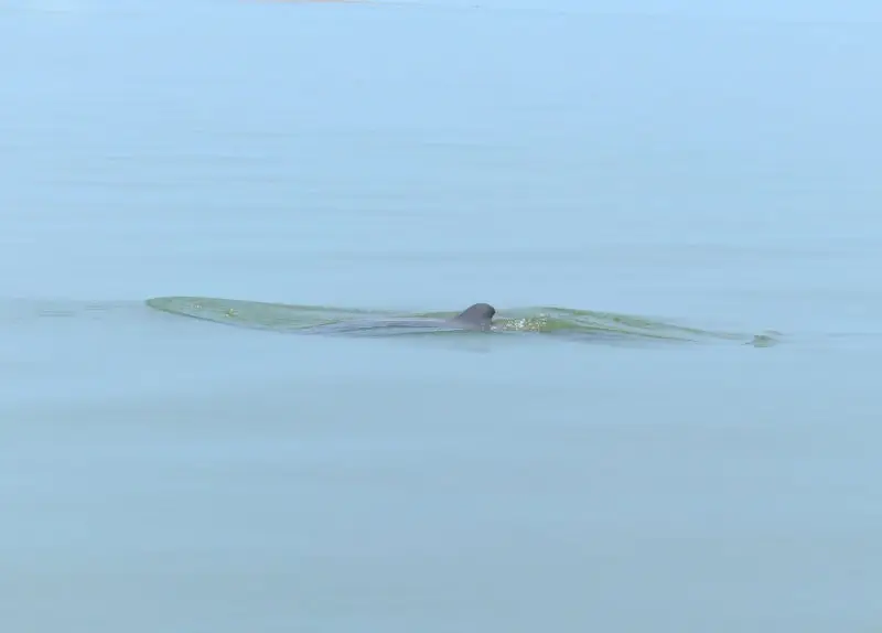 Irrawaddy Dolphin - Facts, Diet, Habitat & Pictures on Animalia.bio