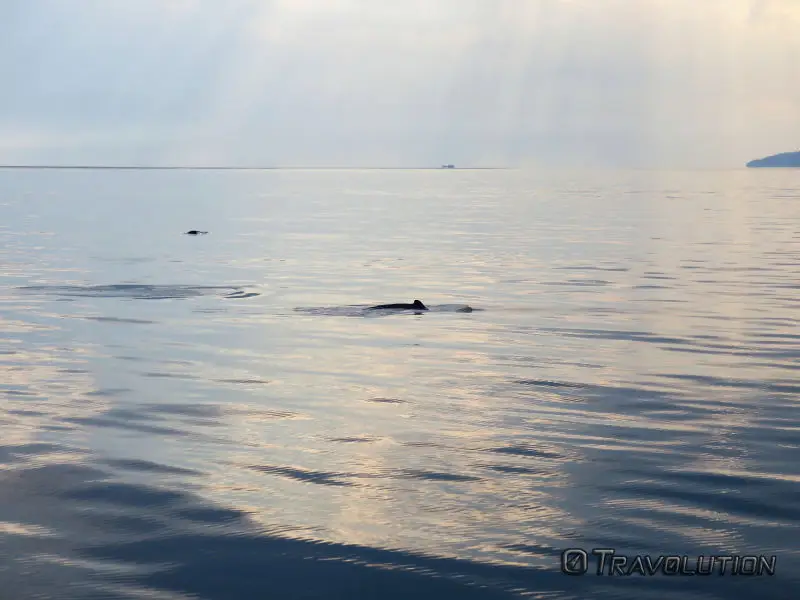 Irrawaddy Dolphin - Facts, Diet, Habitat & Pictures on Animalia.bio