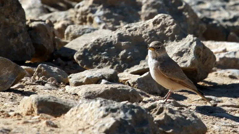 Desert lark - Facts, Diet, Habitat & Pictures on Animalia.bio