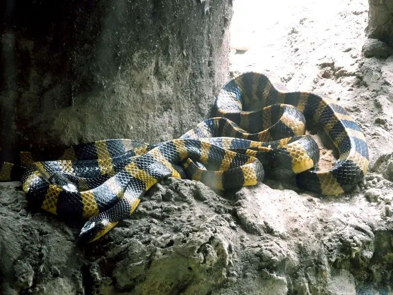 Banded Krait - Facts, Diet, Habitat & Pictures on Animalia.bio