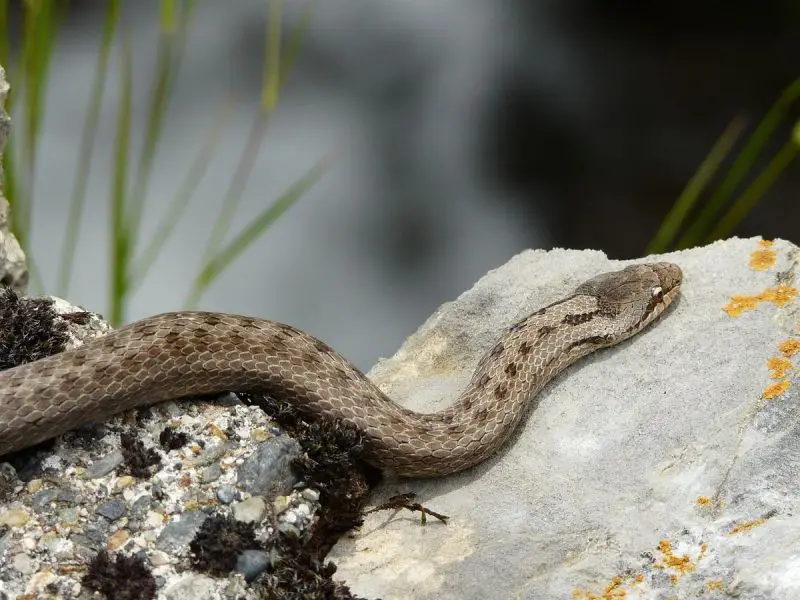 Smooth Snake - Facts, Diet, Habitat & Pictures on Animalia.bio