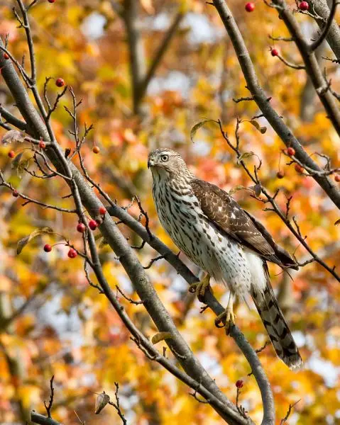 Cooper's Hawk - Facts, Diet, Habitat & Pictures on Animalia.bio