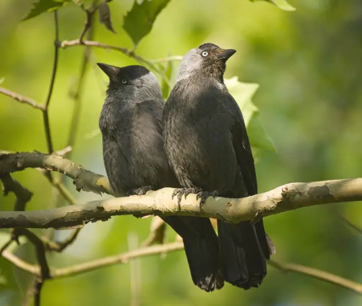 Western Jackdaw - Facts, Diet, Habitat & Pictures on Animalia.bio
