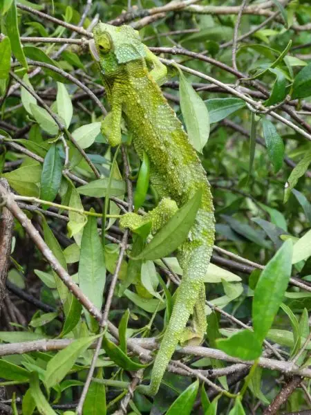 Jackson's Chameleon - Facts, Diet, Habitat & Pictures on Animalia.bio