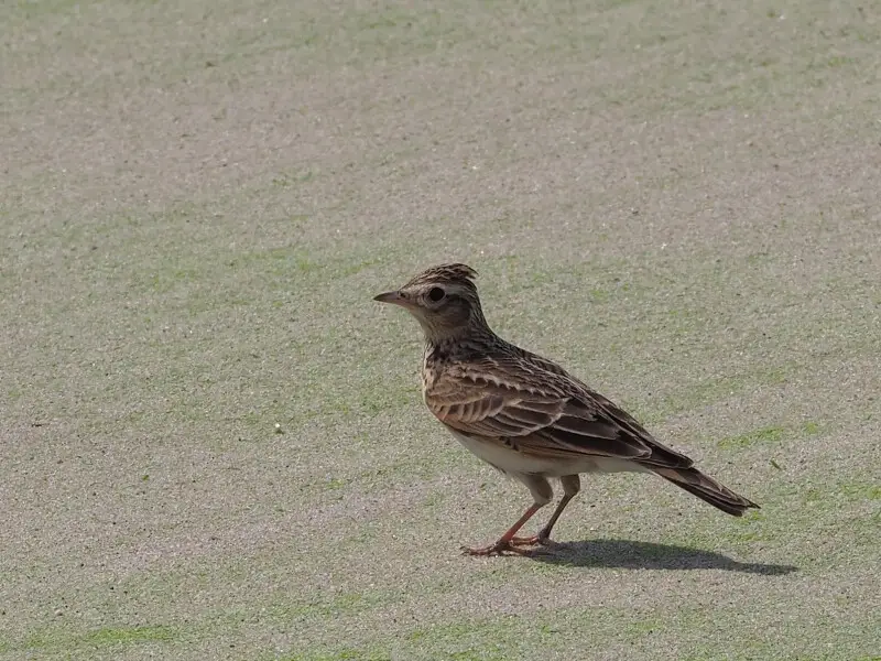Alauda arvensis japonica - факти, дієта, ареал і фотографії на Animalia.bio