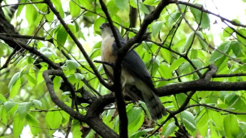 Japanese sparrowhawk - Facts, Diet, Habitat & Pictures on Animalia.bio
