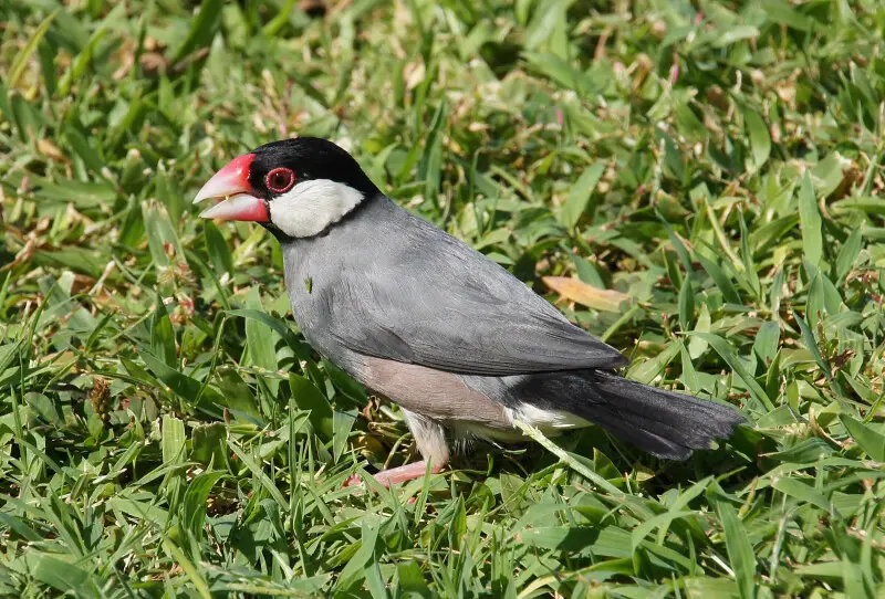 Java sparrow - Facts, Diet, Habitat & Pictures on Animalia.bio