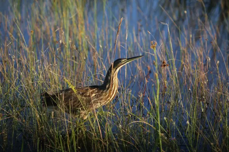 American Bittern - Facts, Diet, Habitat & Pictures on Animalia.bio