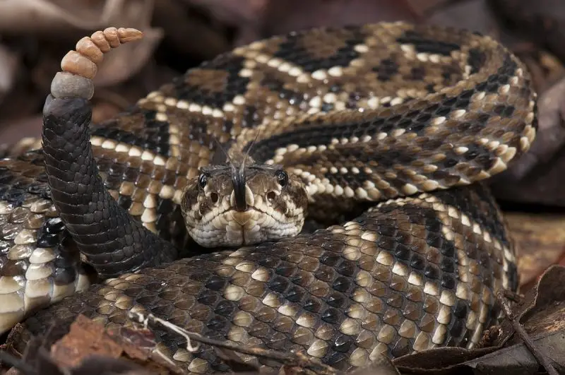 South American Rattlesnake - Facts, Diet, Habitat & Pictures on ...