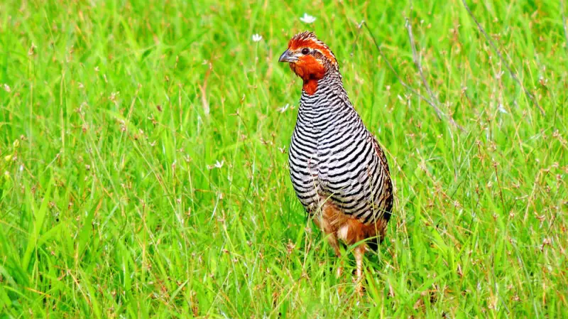 Jungle bush quail - Facts, Diet, Habitat & Pictures on Animalia.bio