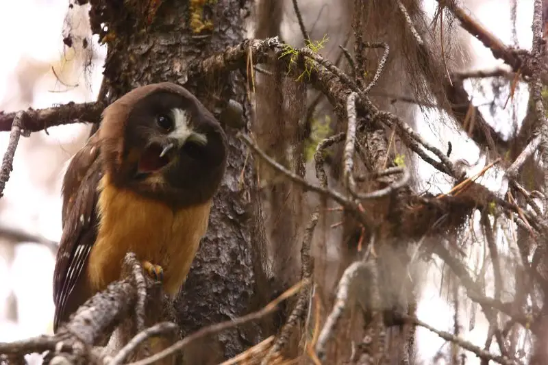 Northern Saw-Whet Owl - Facts, Diet, Habitat & Pictures on Animalia.bio