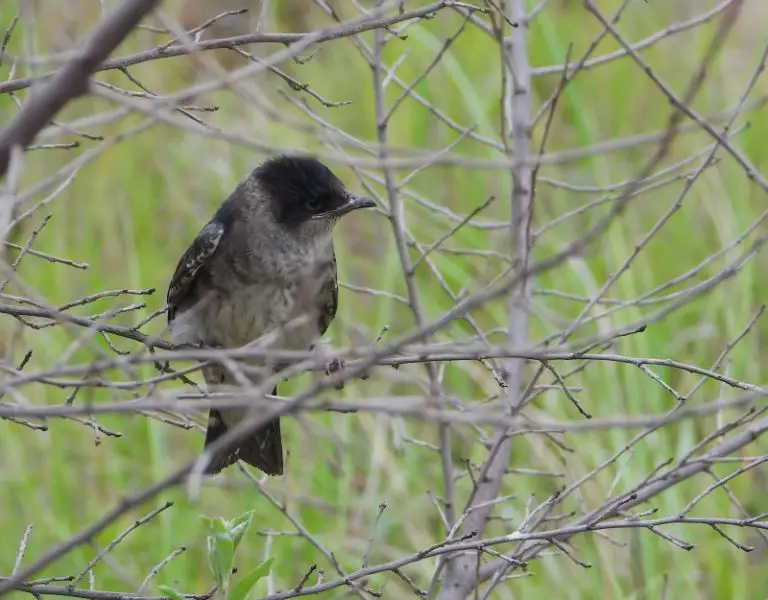 Purple Martin - Facts, Diet, Habitat & Pictures on Animalia.bio