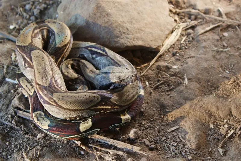 Boa Constrictor - Facts, Diet, Habitat & Pictures on Animalia.bio