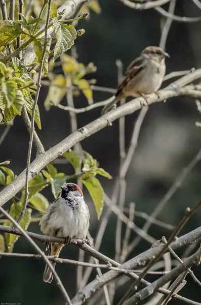 House Sparrow - Facts, Diet, Habitat & Pictures on Animalia.bio