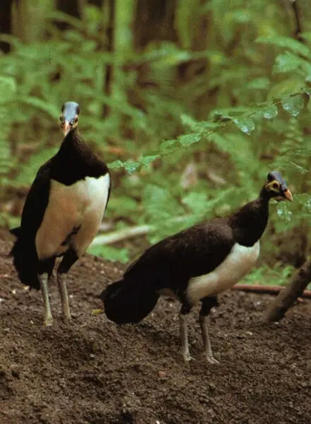 Maleo - Facts, Diet, Habitat & Pictures on Animalia.bio