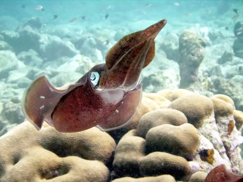 Caribbean reef squid - Facts, Diet, Habitat & Pictures on Animalia.bio