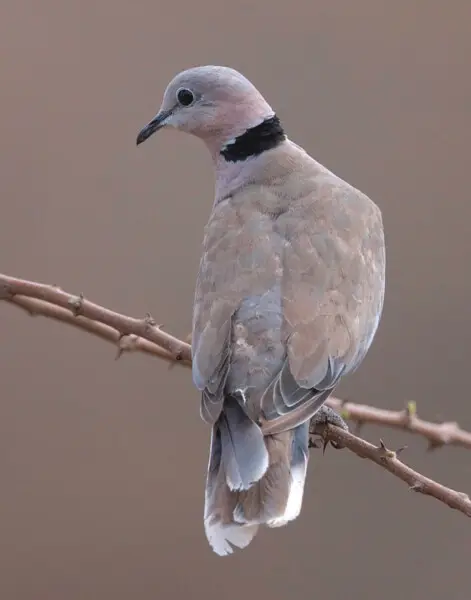 Ring-necked dove - Facts, Diet, Habitat & Pictures on Animalia.bio