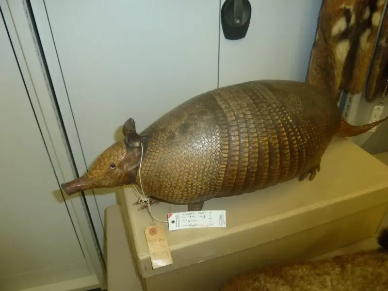 Greater long-nosed armadillo - Facts, Diet, Habitat & Pictures on ...