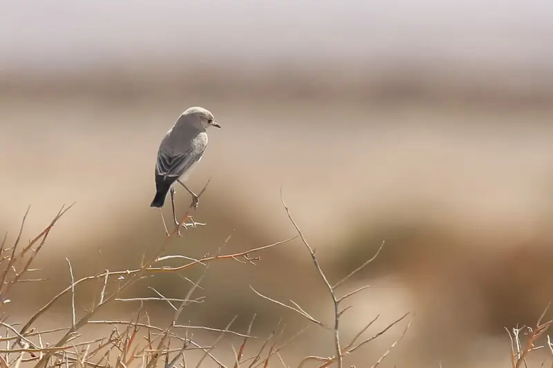 Karoo chat - Facts, Diet, Habitat & Pictures on Animalia.bio